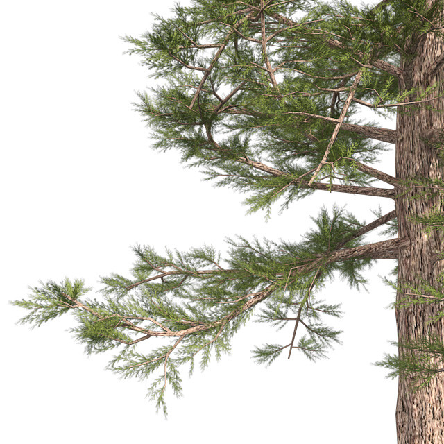 ArtStation - Western Red Cedar Tree | Game Assets