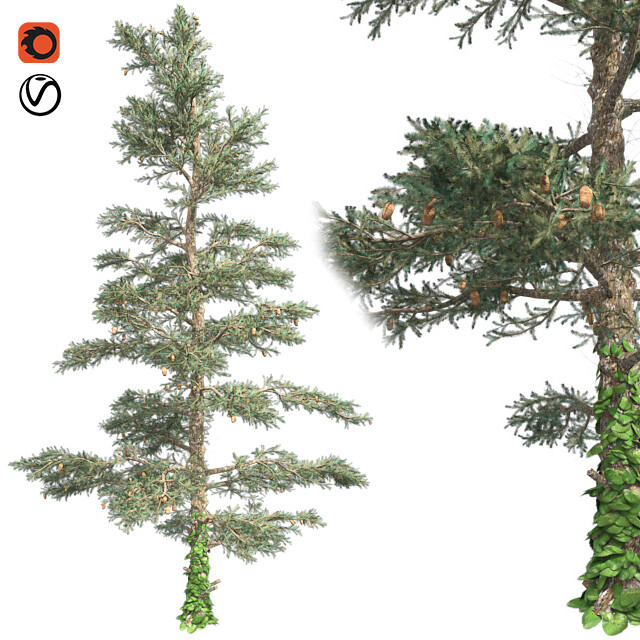ArtStation - White Fir Tree | Game Assets