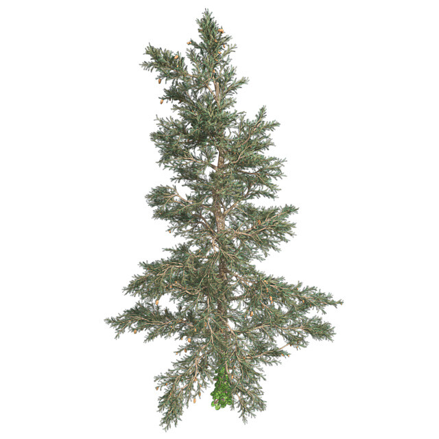 ArtStation - White Fir Tree | Game Assets