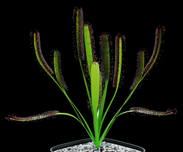 ArtStation - 3D Sundew | Resources