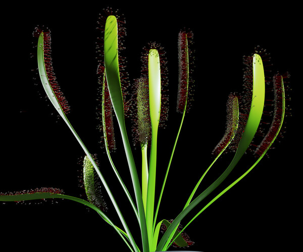 ArtStation - 3D Sundew | Resources