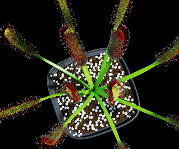 ArtStation - 3D Sundew | Resources