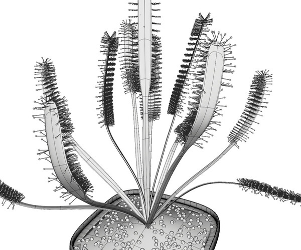 ArtStation - 3D Sundew | Resources