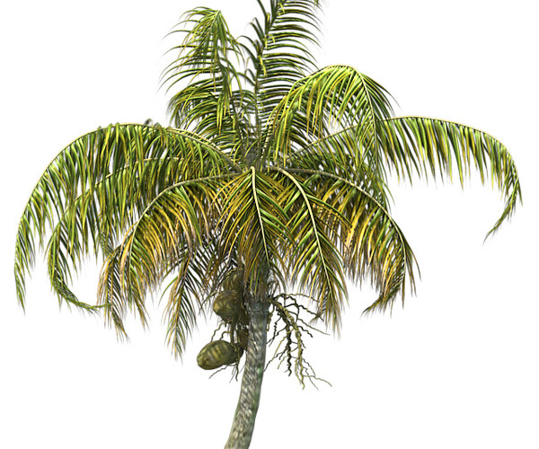 ArtStation - Chinese Fan Palm Tree | Resources