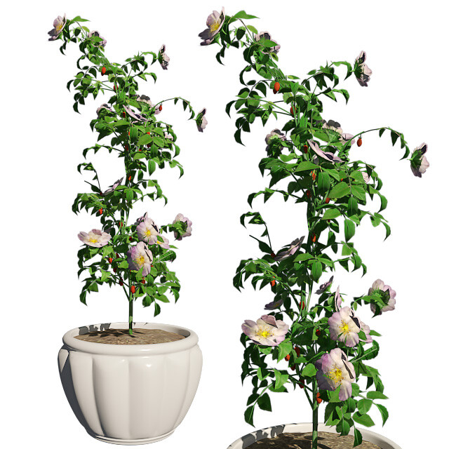 ArtStation - Dog Rose in Pot | Game Assets