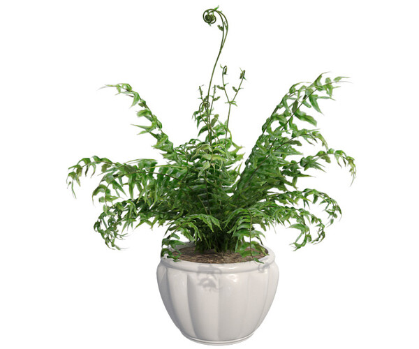 ArtStation - Western Sword Fern in Pot | Game Assets