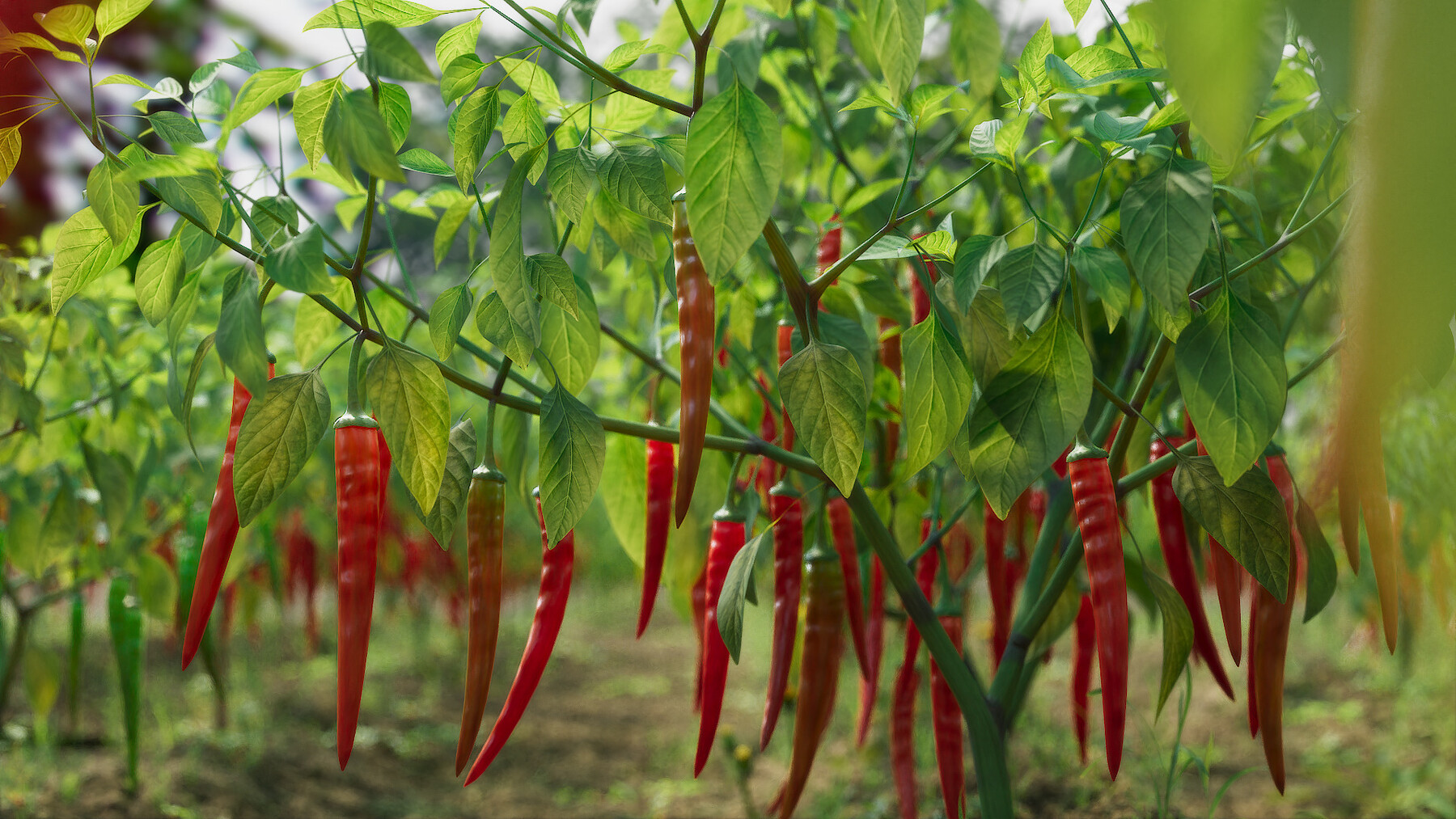 ArtStation - 3D Crop Collection | Resources