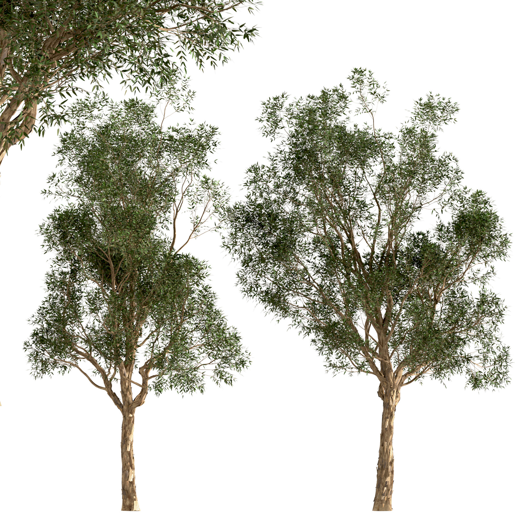 ArtStation - Set of Eucalyptus Globulus Trees (Blue gum) (2 Trees) | Resources