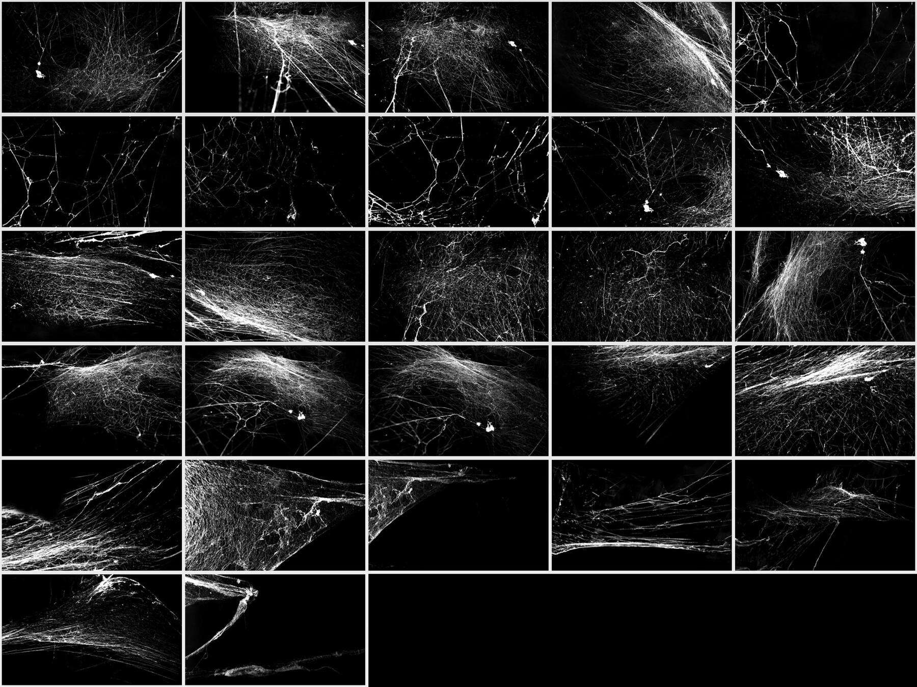 ArtStation - Spider Webs cobwebs - reference images pack | Resources