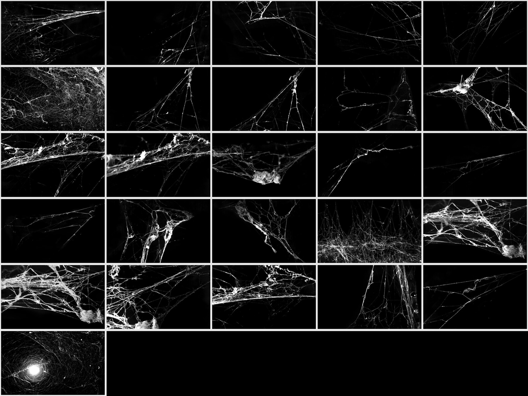 ArtStation - Spider Webs cobwebs - reference images pack | Resources