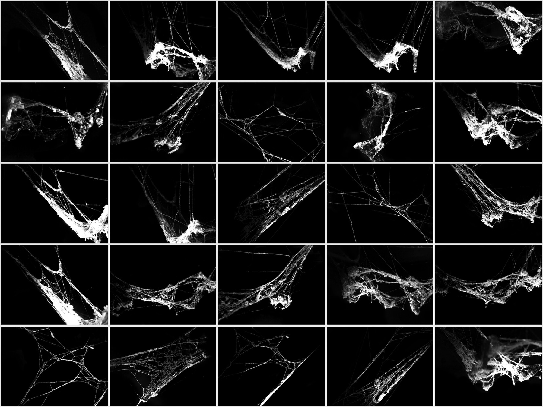 ArtStation - Spider Webs cobwebs - reference images pack | Resources