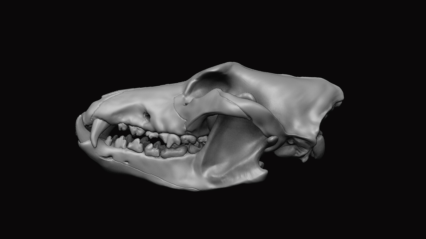 ArtStation - Wolf Skull 3D | Resources