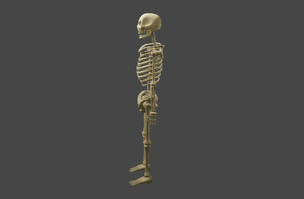 ArtStation - Basic Skeleton - Skull - Esqueleto 3D model | Game Assets