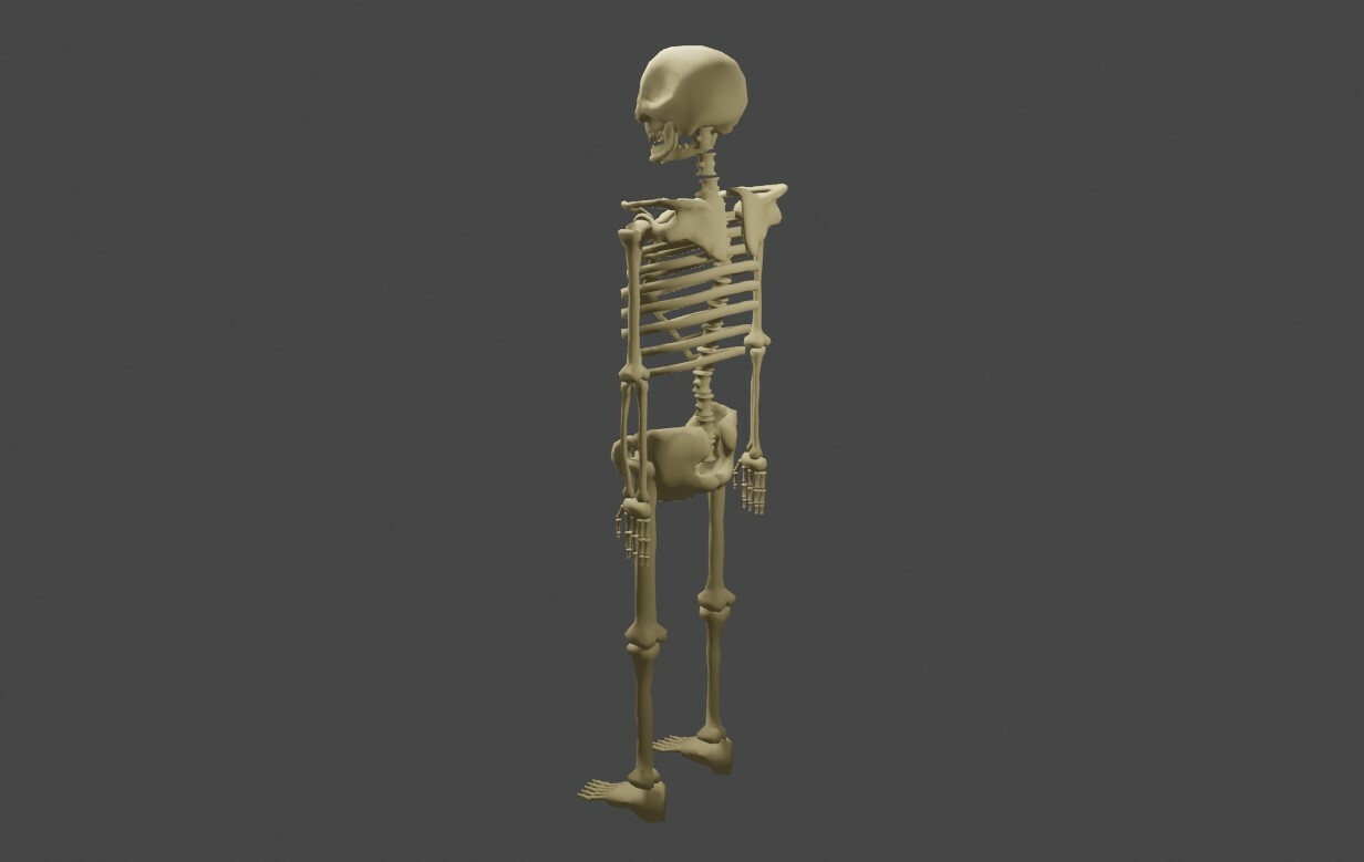 ArtStation - Basic Skeleton - Skull - Esqueleto 3D model | Game Assets