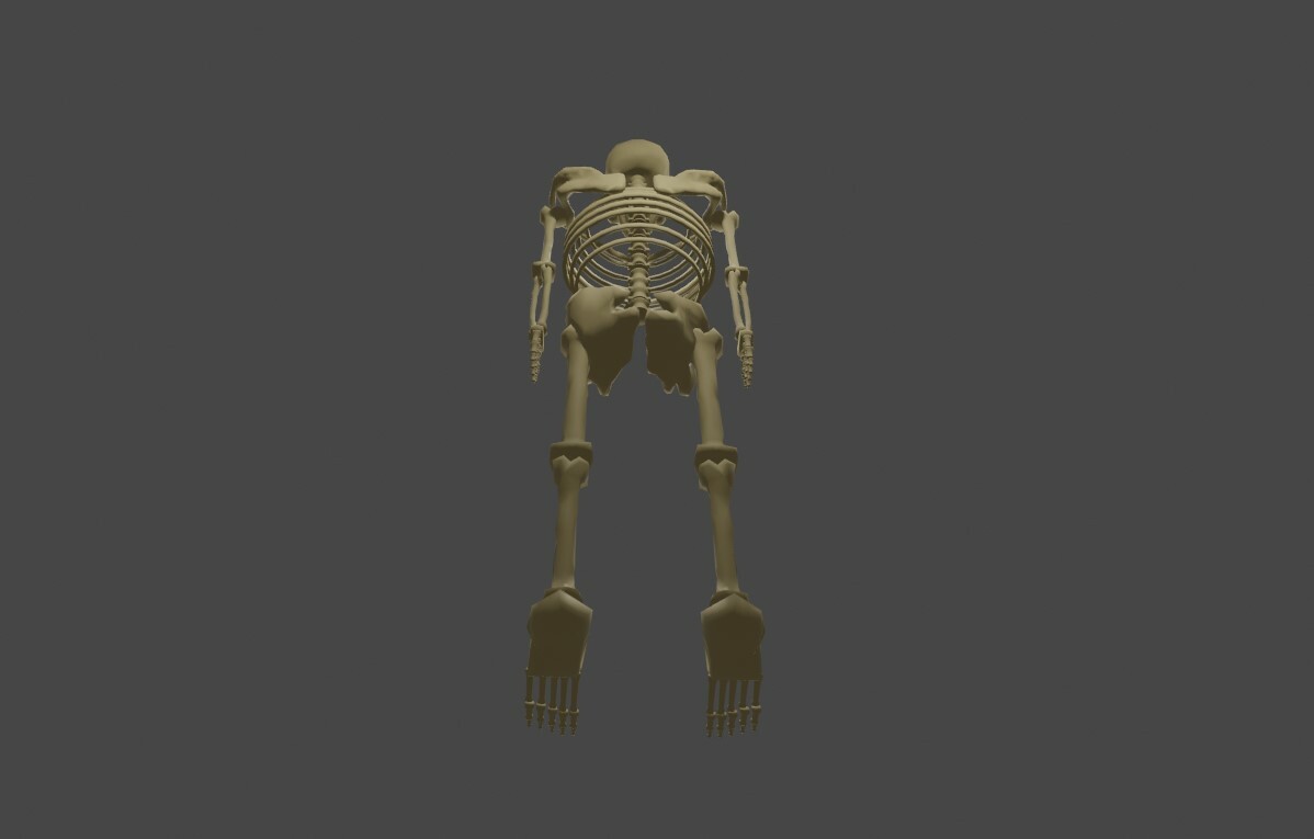 ArtStation - Basic Skeleton - Skull - Esqueleto 3D model | Game Assets