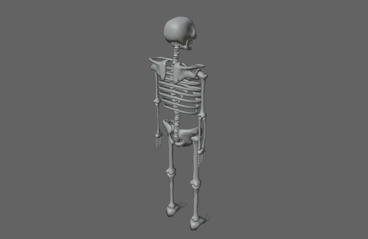 ArtStation - Basic Skeleton - Skull - Esqueleto 3D model | Game Assets