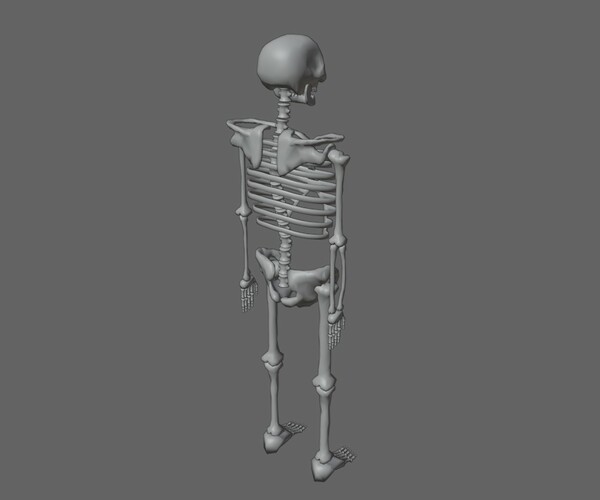 ArtStation - Basic Skeleton - Skull - Esqueleto 3D model | Game Assets