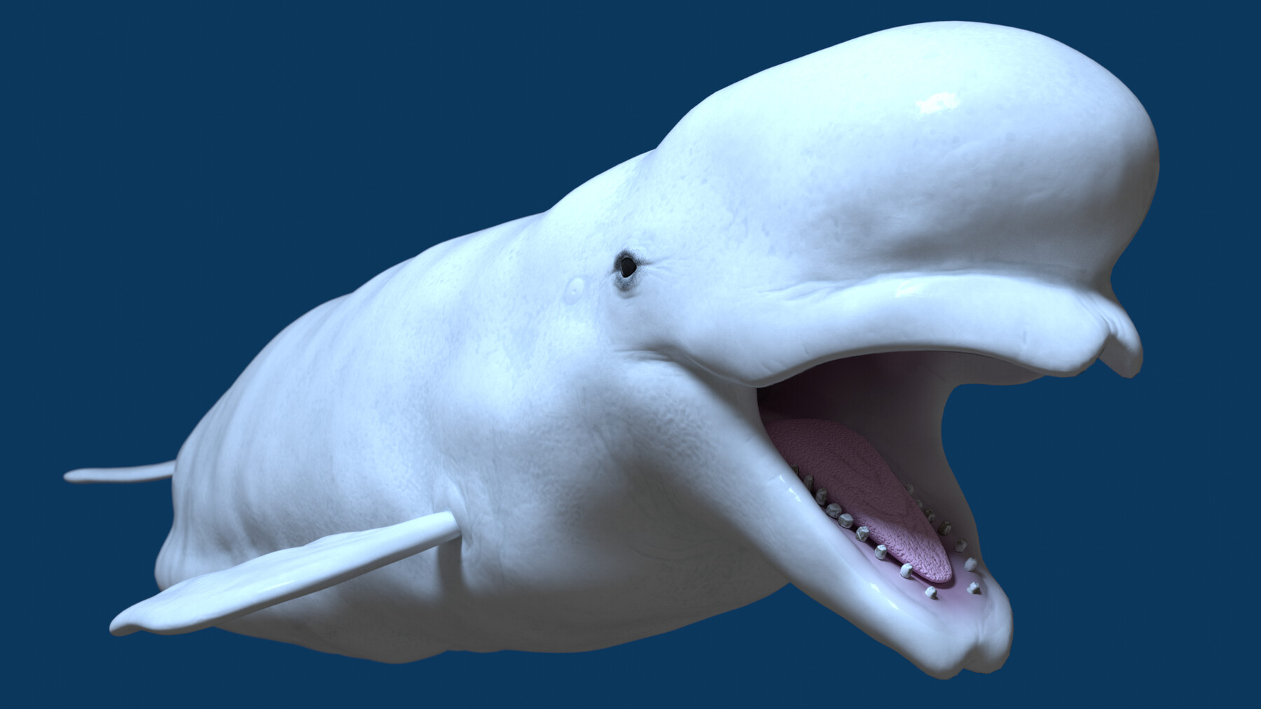 ArtStation - Beluga Whale - Rigged - PBR | Game Assets