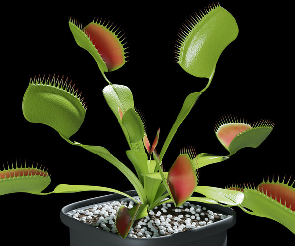 ArtStation - 3D Venus flytrap | Resources
