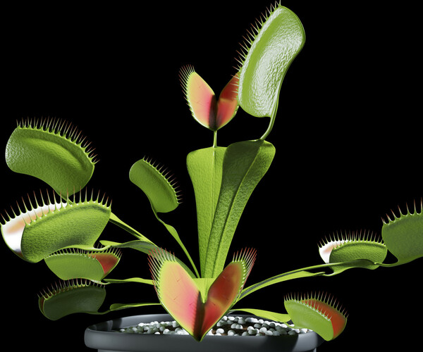 ArtStation - 3D Venus flytrap | Resources