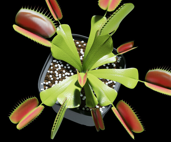 ArtStation - 3D Venus flytrap | Resources