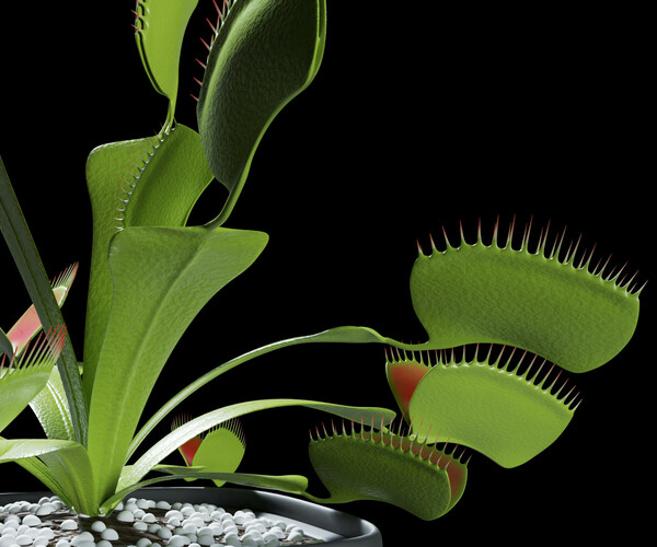 ArtStation - 3D Venus flytrap | Resources