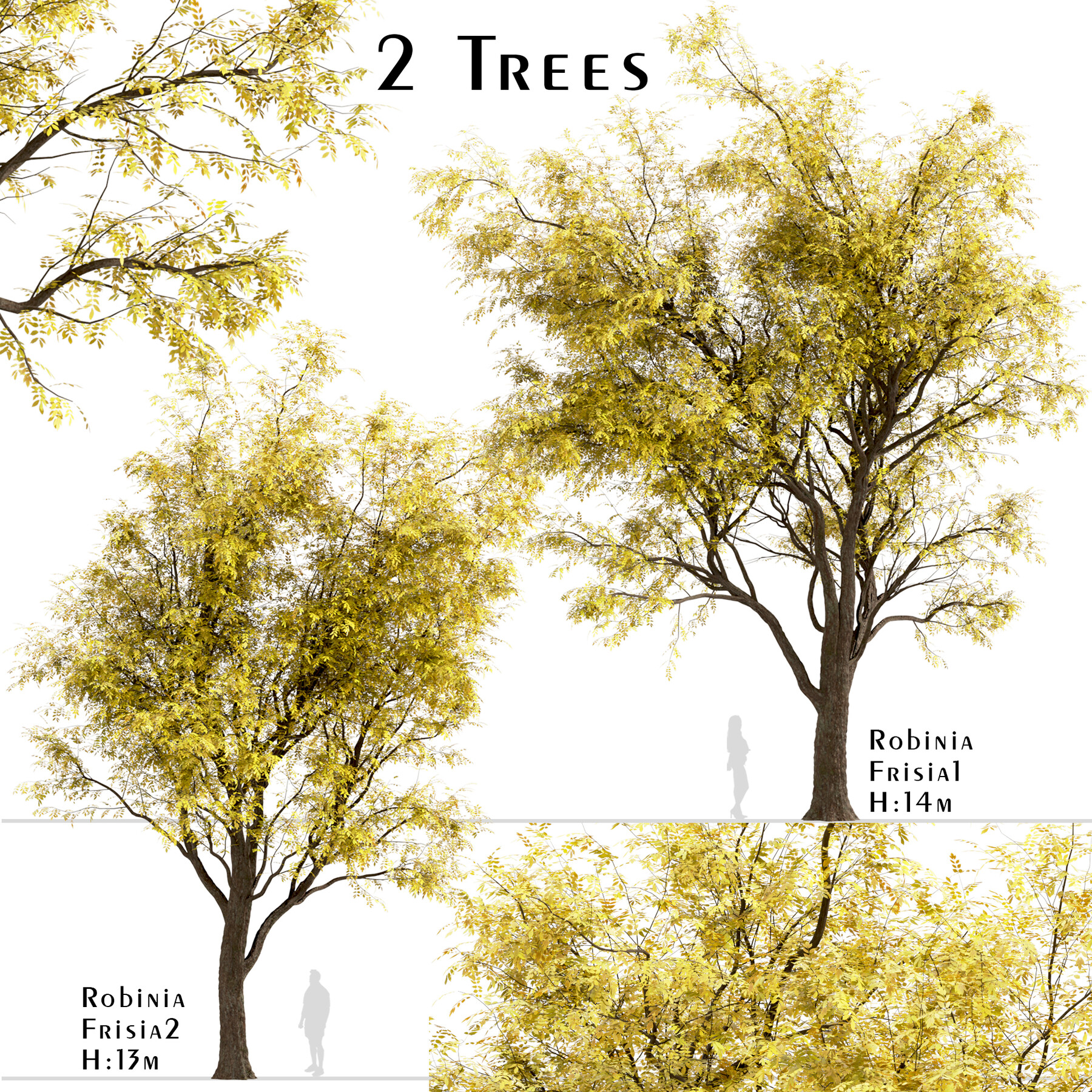 ArtStation - Set of Robinia Pseudoacacia Frisia Trees (Frisia Black ...
