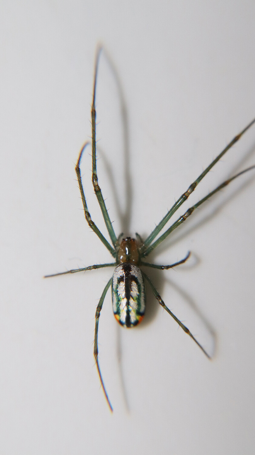 ArtStation - Arachnophoto | Resources