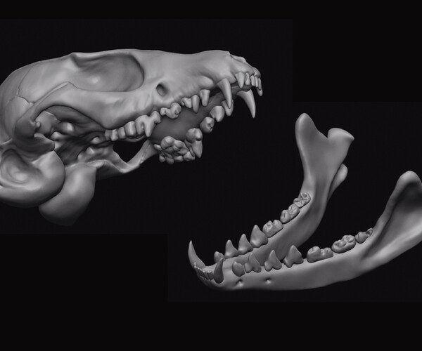 ArtStation - Fox Skull 3D print | Resources