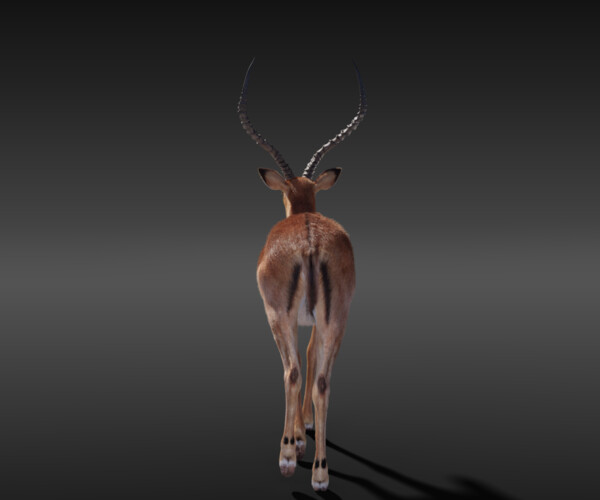 ArtStation - 3D Animal | Impala Animated | Resources