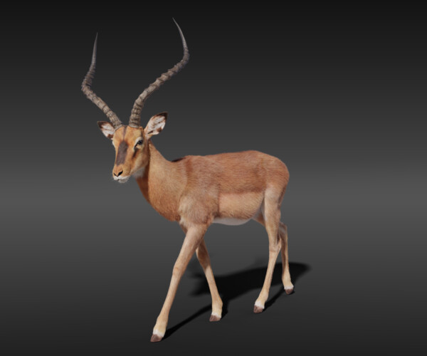 ArtStation - 3D Animal | Impala Animated | Resources
