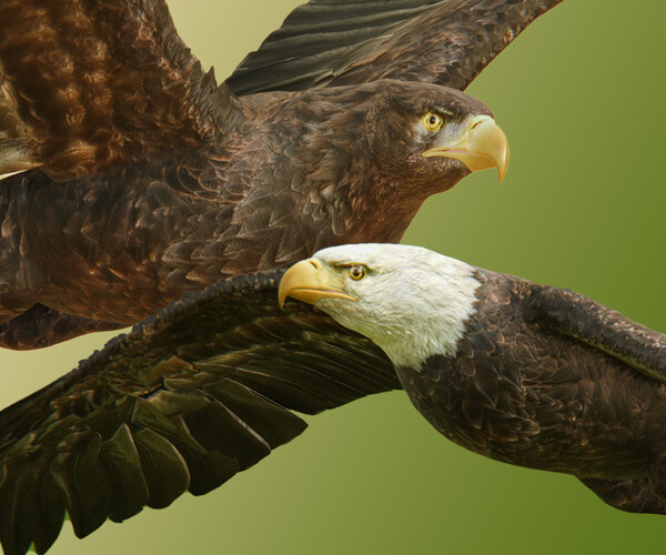 ArtStation - Eagles Pack v3 Unity | Game Assets