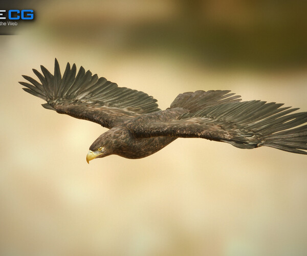 ArtStation - Eagles Pack v3 Unity | Game Assets