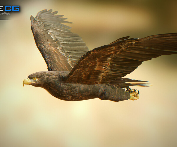 ArtStation - Eagles Pack v3 Unity | Game Assets