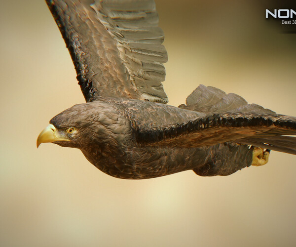 ArtStation - Eagles Pack v3 Unity | Game Assets