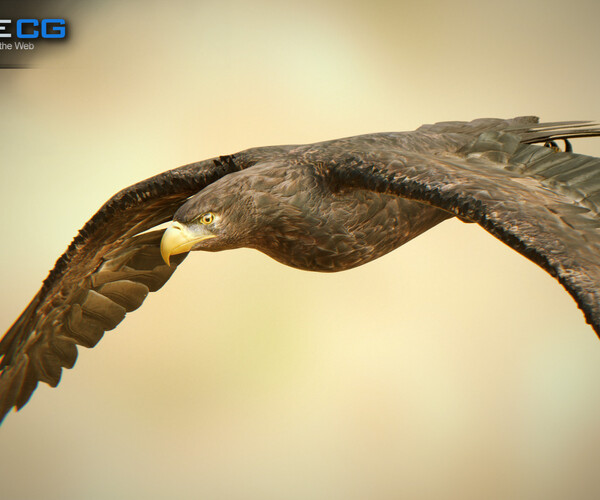 ArtStation - Eagles Pack v3 Unity | Game Assets