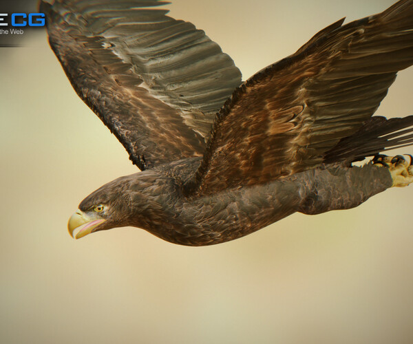 ArtStation - Eagles Pack v3 Unity | Game Assets