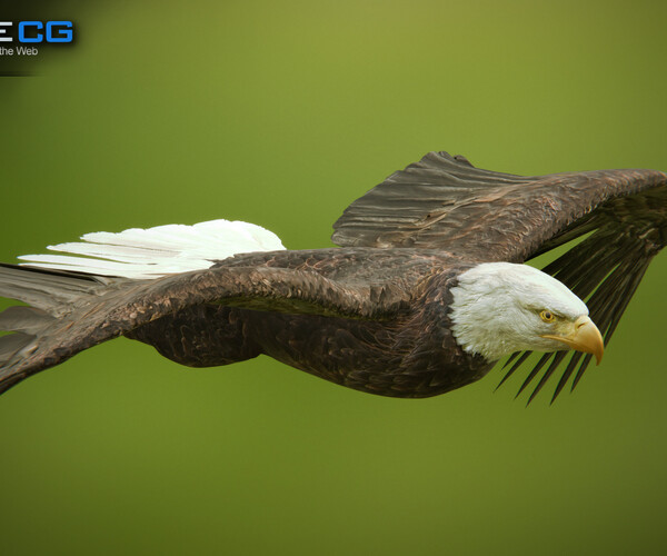 ArtStation - Eagles Pack v3 Unity | Game Assets