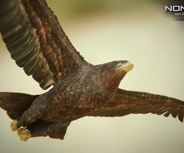 ArtStation - Eagles Pack v3 Unity | Game Assets