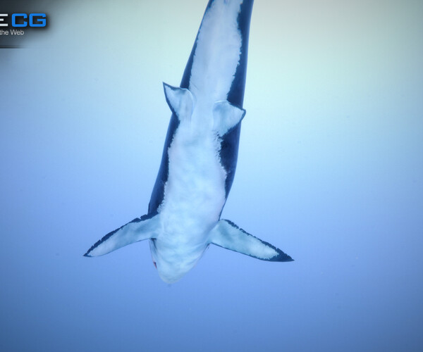ArtStation - White Shark v2 Unity | Resources