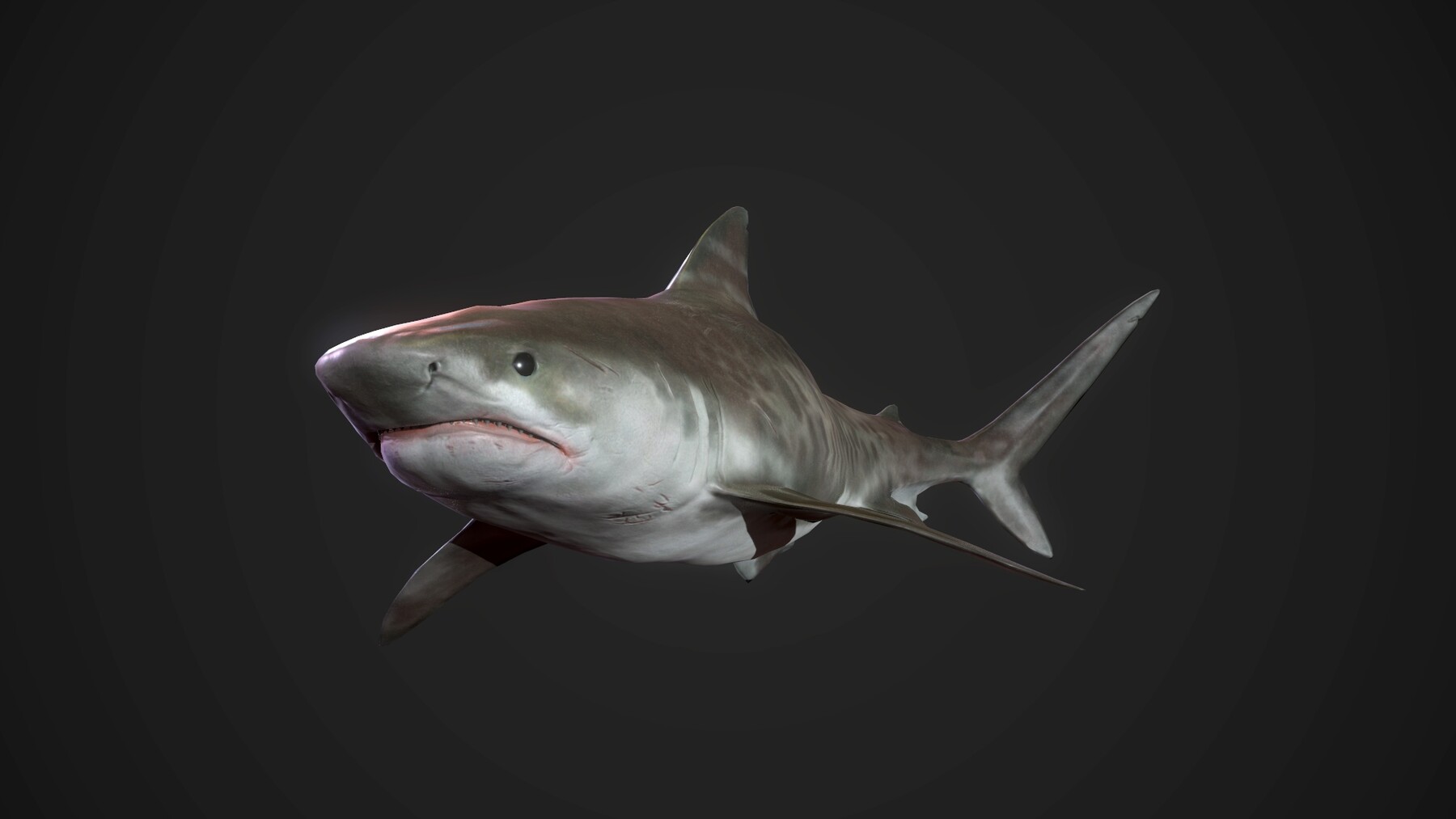 ArtStation - Tiger Shark | Game Assets