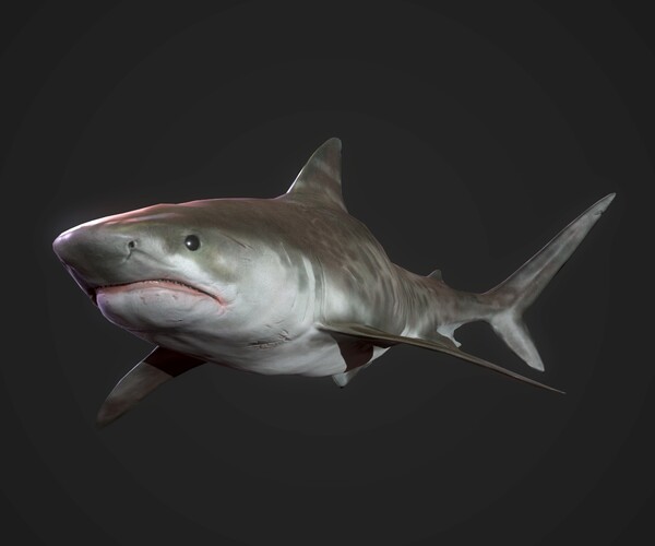 ArtStation - Tiger Shark | Game Assets