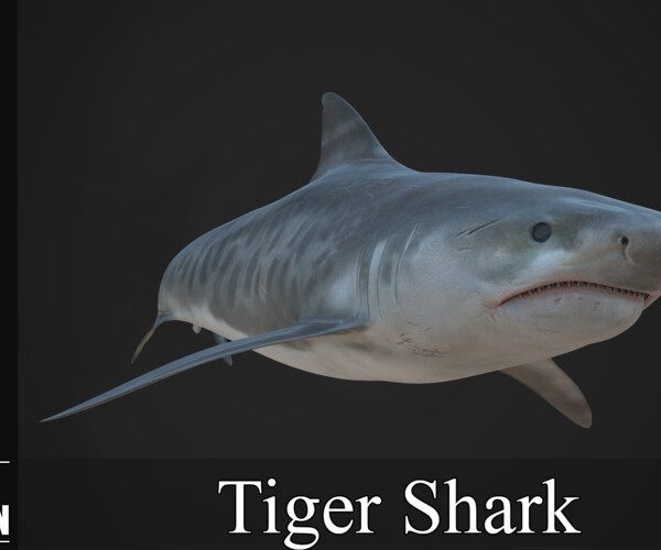 ArtStation - Tiger Shark | Game Assets