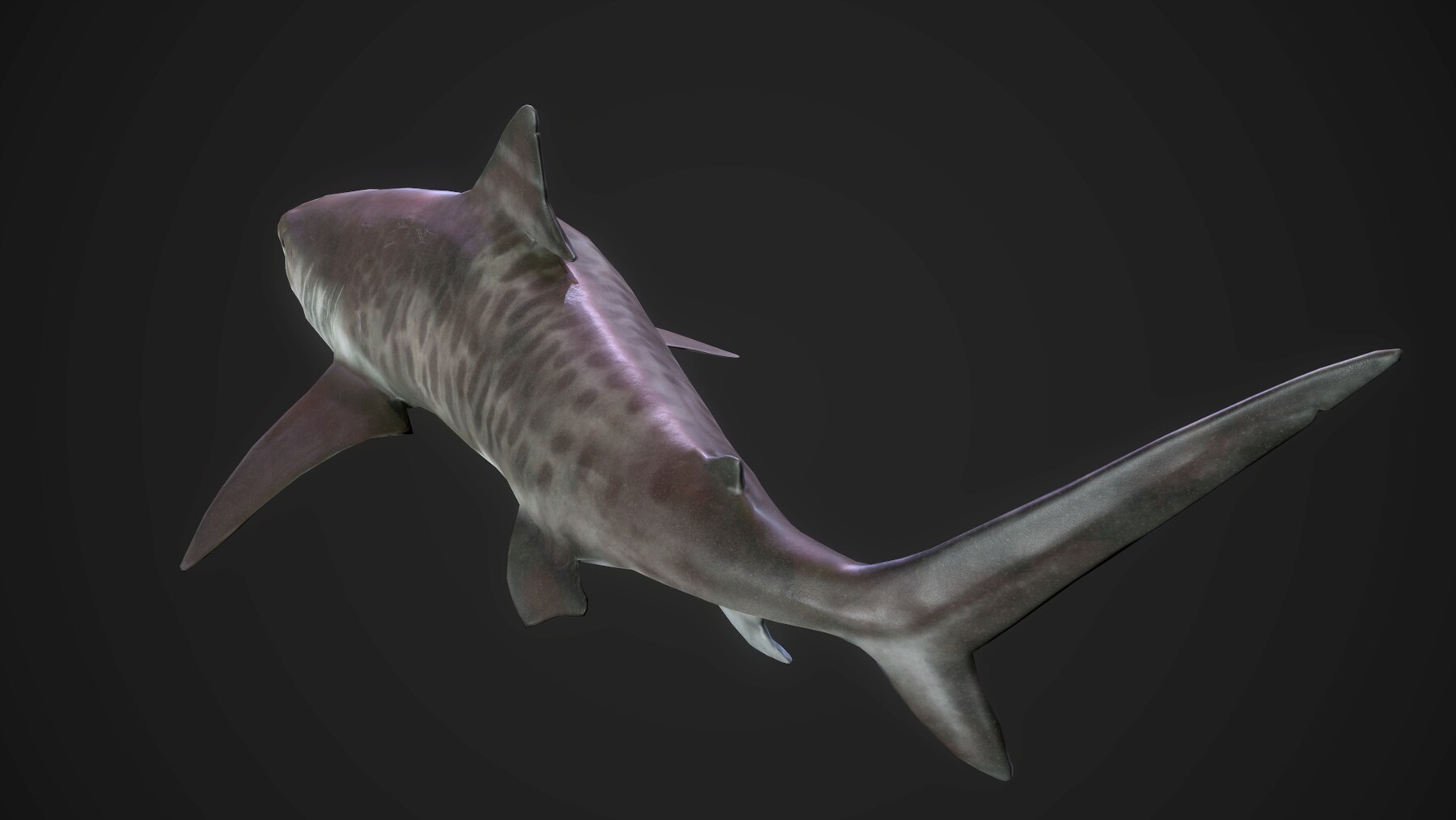 ArtStation - Tiger Shark | Game Assets