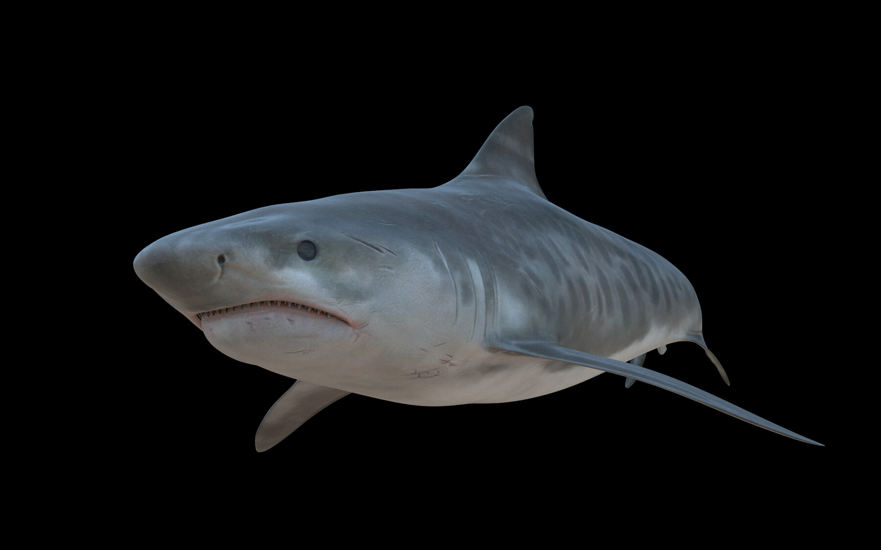 ArtStation - Tiger Shark | Game Assets