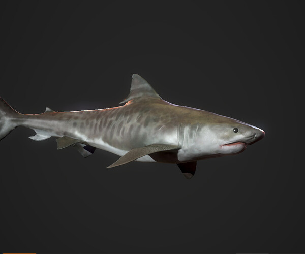 ArtStation - Tiger Shark | Game Assets