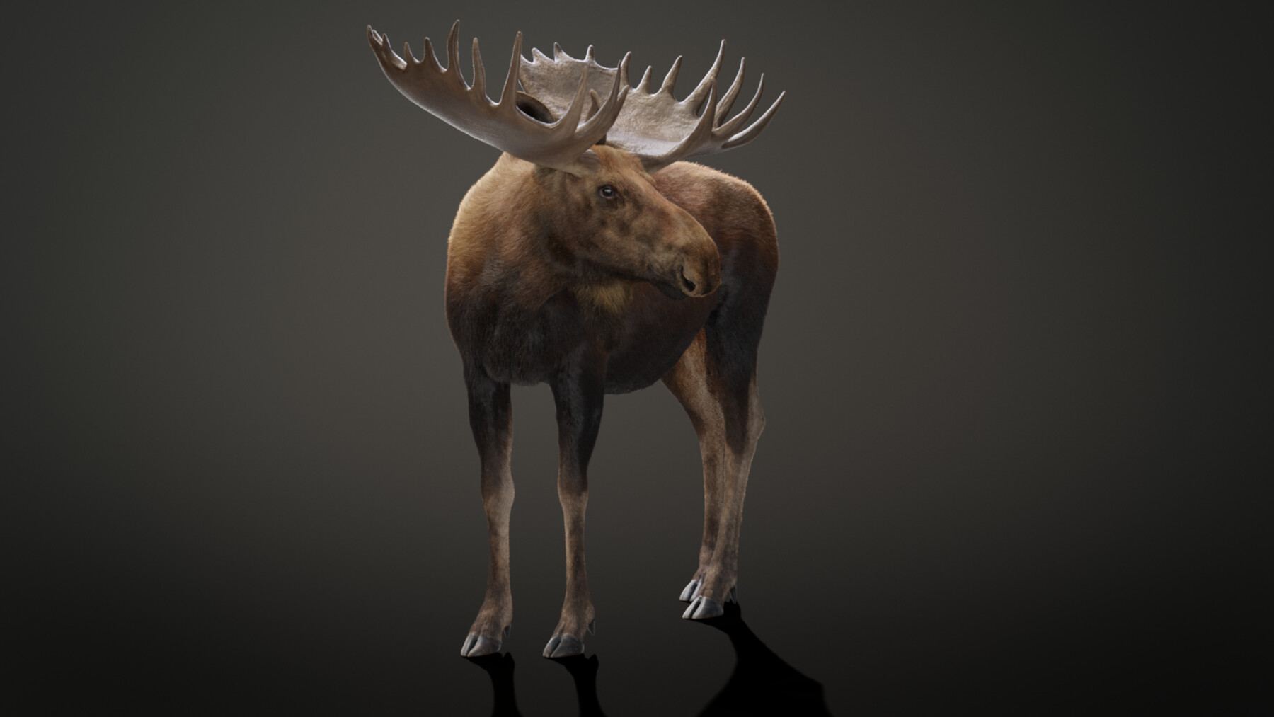 ArtStation - 3D Animal | Moose Male Animated | Resources