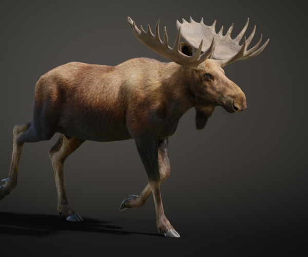 ArtStation - 3D Animal | Moose Male Animated | Resources
