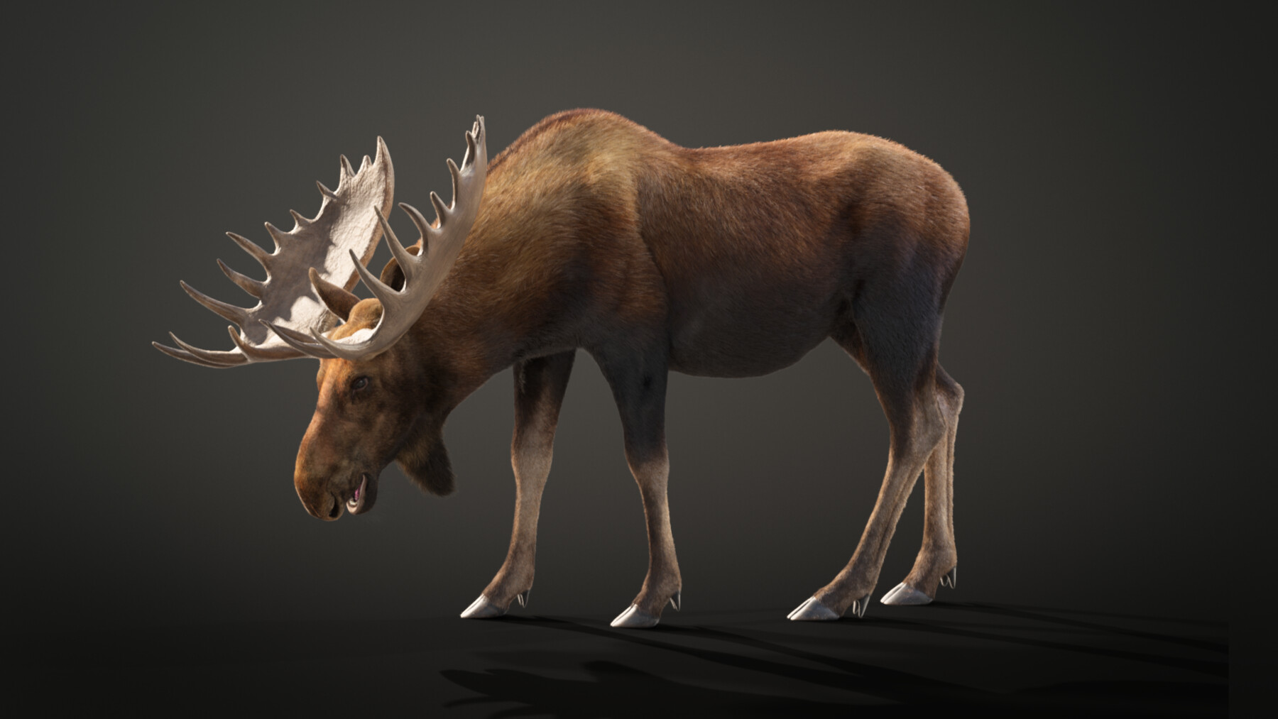 ArtStation - 3D Animal | Moose Male Animated | Resources