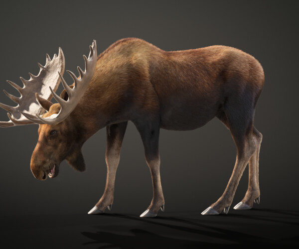 ArtStation - 3D Animal | Moose Male Animated | Resources
